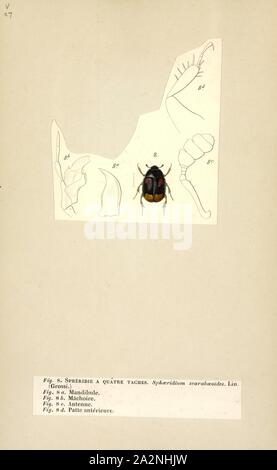 Sphaeridium, Print, Sphaeridium is a genus of beetles in the family ...