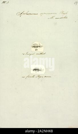 Sphaeroma spinosa, Print, Sphaeroma is a genus of aquatic isopod ...