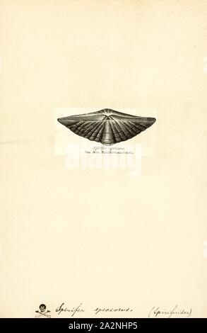 Spirifer speciosus, Print, Spirifer is a genus of marine brachiopods ...