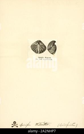 Spirifer walcotti, Print, Spirifer is a genus of marine brachiopods ...