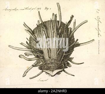 Spondylus americanus, a species of bivalve mollusc in the family ...