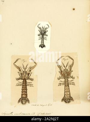 Squilla scabricauda, Print Stock Photo - Alamy