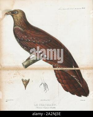 Oilbird - Steatornis caripensis also guacharo, bird similar to nightjar ...