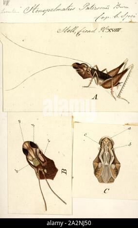 Jerusalem crickets are a group of large, flightless insects of the ...