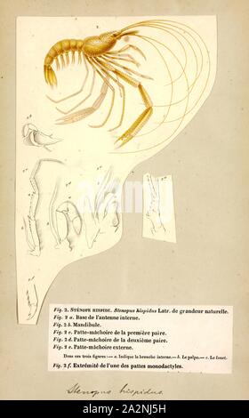 Stenopus hispidus is a shrimp-like decapod crustacean belonging to the ...
