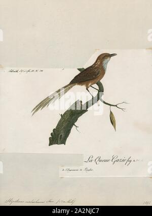 Southern Emu-wren - Stipiturus malachurus brown bird with long tail and ...