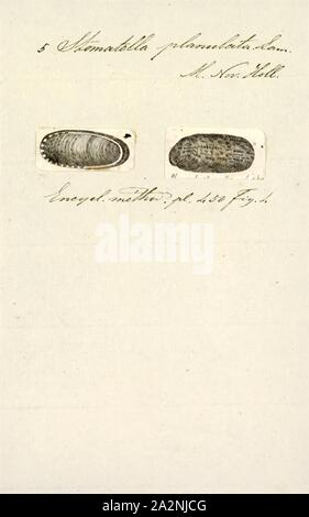 Stomatella planulata, Print, Stomatella planulata, common name the flattened stomatella, is a ...