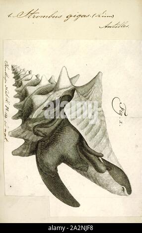 The Lobatus gigas, originally known as Strombus gigas, commonly known ...