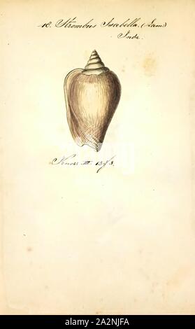 Strombus isabella, Print, Laevistrombus turturella is a species of sea ...