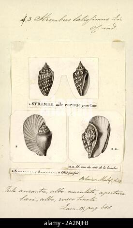 Strombus latissimus, Print, Strombus is a genus of medium to large sea ...