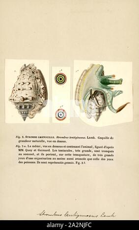 Silver conch (Lentigo lentiginosus / Strombus lentiginosus), sea snail ...