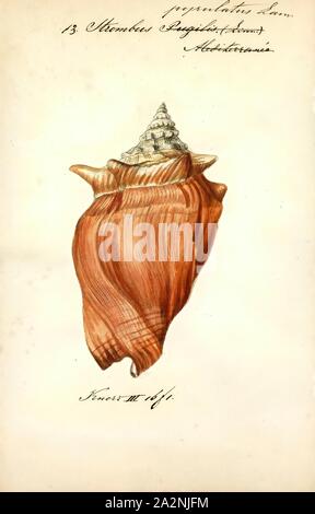 Strombus pyrulatus, Print, Strombus is a genus of medium to large sea ...