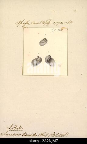 Succinea tumida, Print, Succinea, common name the amber snails, is a ...