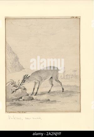Common duiker, also known as the grey or bush duiker, Sylvicapra ...