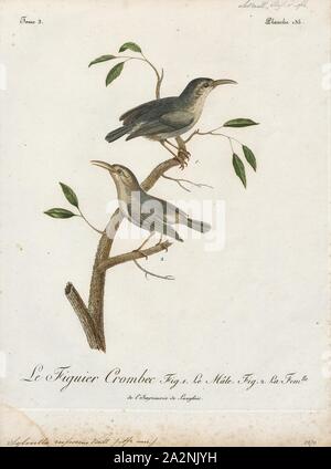 Long-billed Crombec (Sylvietta rufescens), Cape Crombec, Sylviidae ...