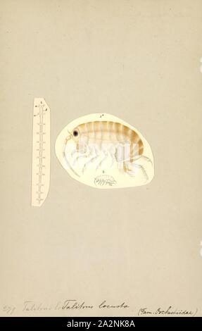 Sand hopper in sand (Talitrus saltator) on the beach Stock Photo - Alamy