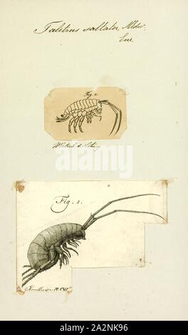 Sand hopper in sand (Talitrus saltator) on the beach Stock Photo - Alamy