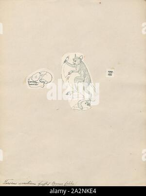 A Gursky's spectral tarsier (Tarsius spectrumgurskyae) is photographed ...