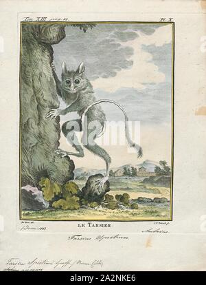 A Gursky's spectral tarsier (Tarsius spectrumgurskyae) is photographed ...