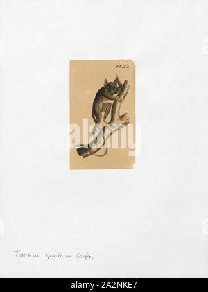 A Gursky's spectral tarsier (Tarsius spectrumgurskyae) is photographed ...