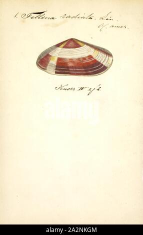 Tellina radiata, Print, Tellina radiata, common name sunrise tellin, is ...