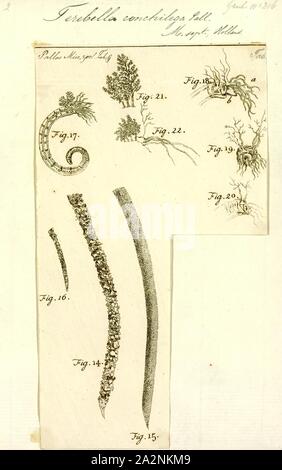 Terebella conchilega, Print Stock Photo - Alamy