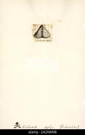 Terebratula diphya, Print, Terebratula is a modern genus of brachiopods ...