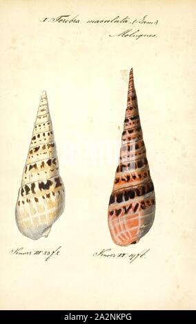 Marlinspike Auger, Terebra maculata, Terebridae, Sharm el-Sheikh, Red ...