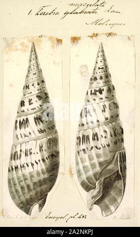 Marlinspike Auger, Terebra maculata, Terebridae, Sharm el-Sheikh, Red ...