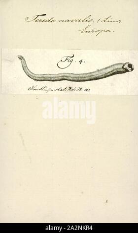 Teredo navalis, Print, Teredo navalis, the naval shipworm, is a species of saltwater clam, a ...