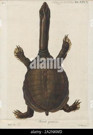 Indian flapshell turtles Lissemys punctata sun basking. Keoladeo Ghana ...