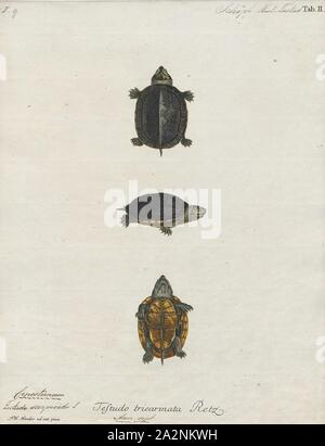 Scorpion mud turtle (Kinosternon scorpioides) walking in leaf litter ...