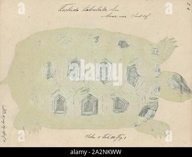 Testudo carbonaria, Print, The red-footed tortoise (Chelonoidis ...