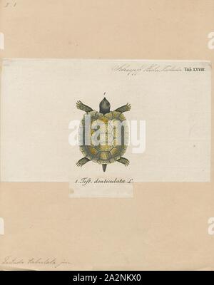 Testudo carbonaria, Print, The red-footed tortoise (Chelonoidis ...