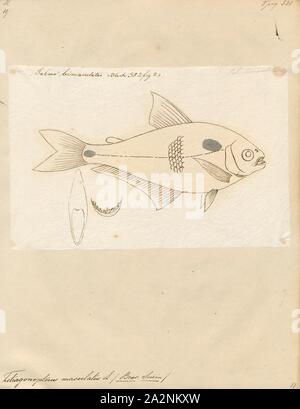 Tetragonopterus maculatus, Print, Tetragonopterus is a genus of fish in ...