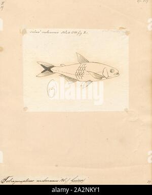 Tetragonopterus melanurus, Print, Tetragonopterus is a genus of fish in ...