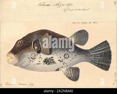 Tetrodon mappa, Print, 1700-1880 Stock Photo - Alamy
