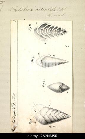 Textularia aciculata, Print, Textularia is a genus of textulariid ...