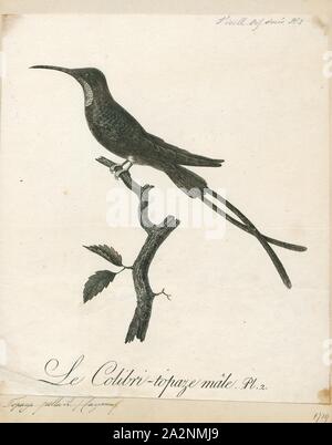 Topaza pella, Print, The crimson topaz (Topaza pella) is a species of ...