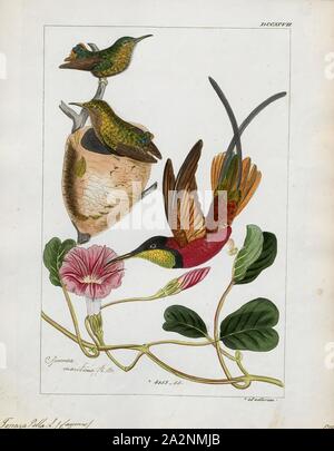 Topaza pella, Print, The crimson topaz (Topaza pella) is a species of ...