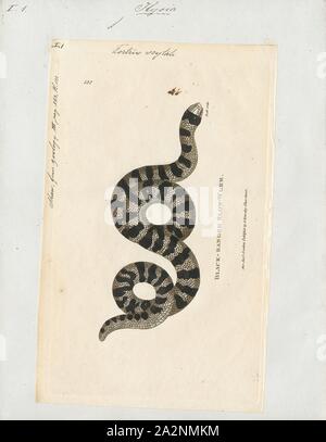 Pipe snake (Anilius scytale scytale) in leaf litter, French Guiana ...
