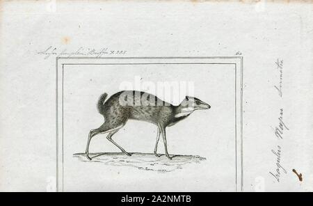 Greater mouse deer / napu (Tragulus napu), Malaysia, March Stock Photo ...
