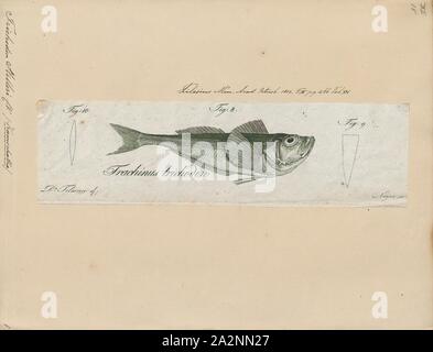 Trichodon stelleri, Print, 1700-1880 Stock Photo - Alamy