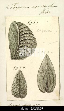 Trigonia costata, Print, Diagram of Trigonia costata James Parkinson ...
