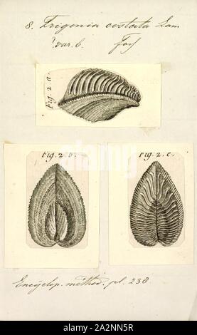Trigonia costata, Print, Diagram of Trigonia costata James Parkinson ...
