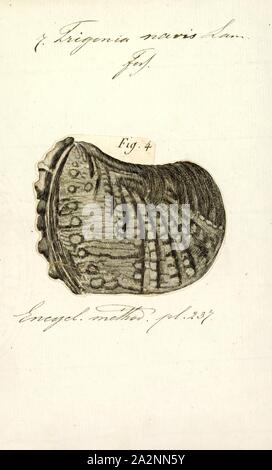 Trigonia navis, Print, Diagram of Trigonia costata James Parkinson ...