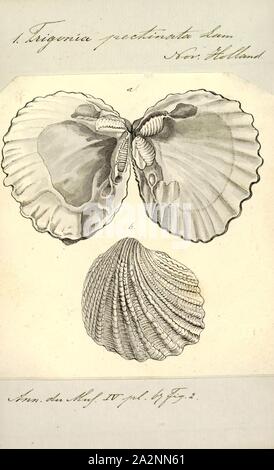 Trigonia costata, Print, Diagram of Trigonia costata James Parkinson ...