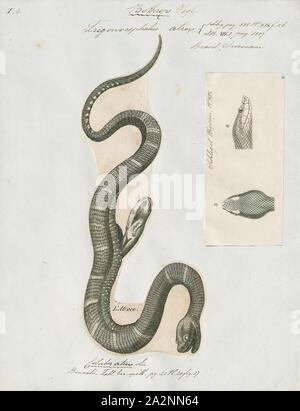 Common Lancehead, Bothrops atrox, in tropical forest. Poison animal in ...