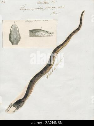 Trigonocephalus jararaca, Print, Bothrops jararaca — known as the ...