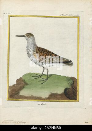 Tringa cinclus, Print, Tringa is a genus of waders, containing the ...